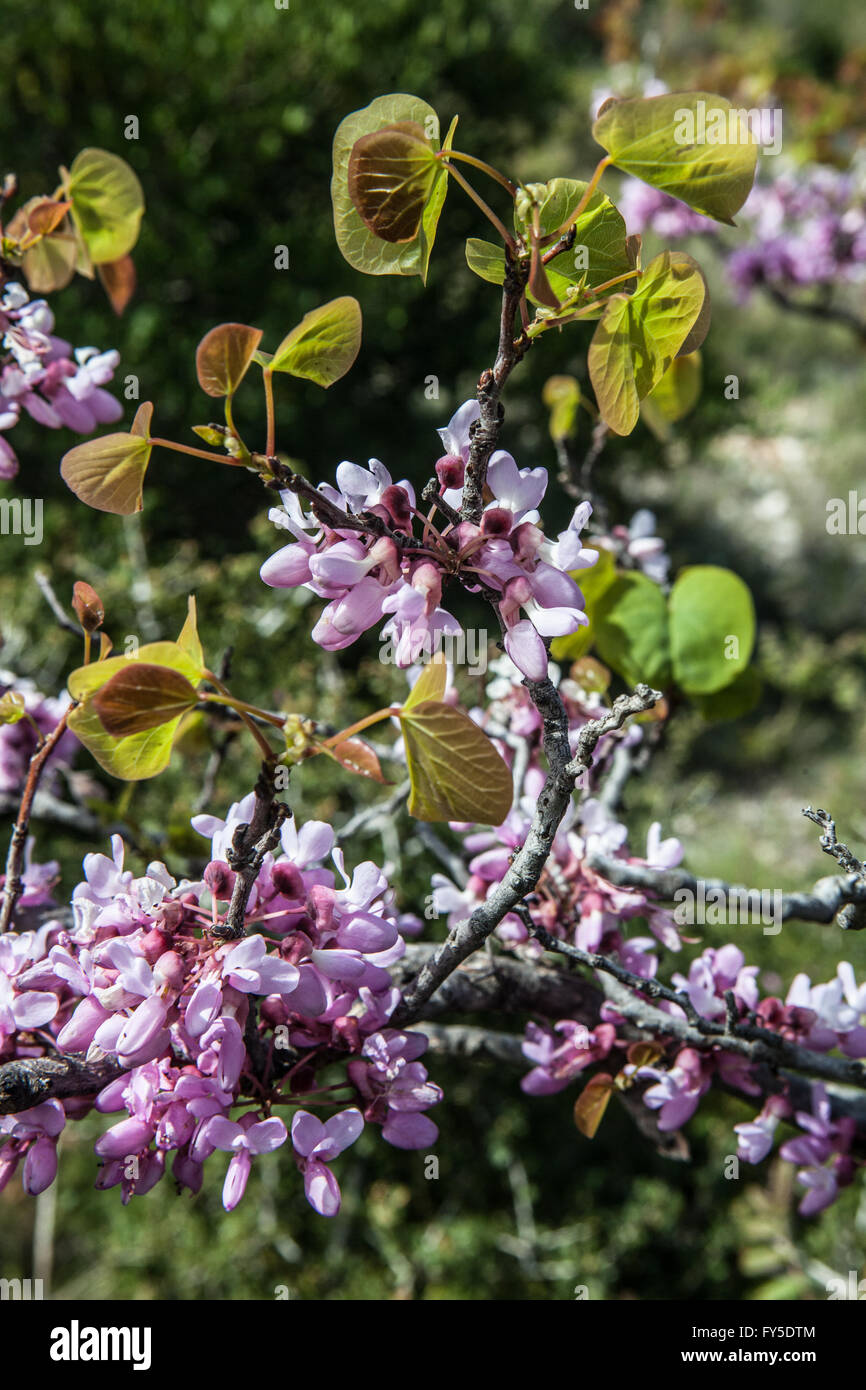 Name cercis hi-res stock photography and images - Alamy