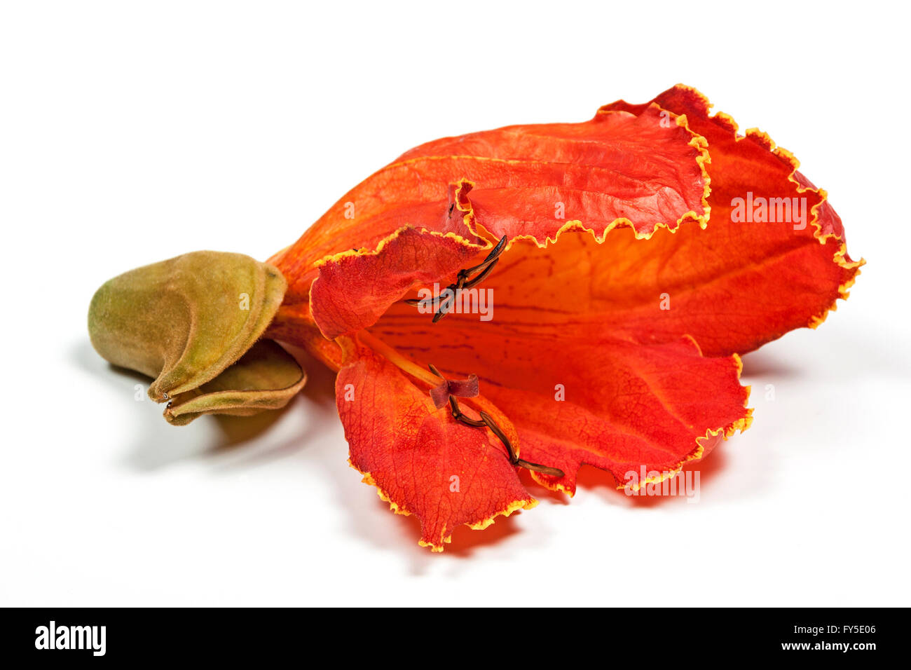 Studio shot of isolated close up of bright colors of the African flame ...