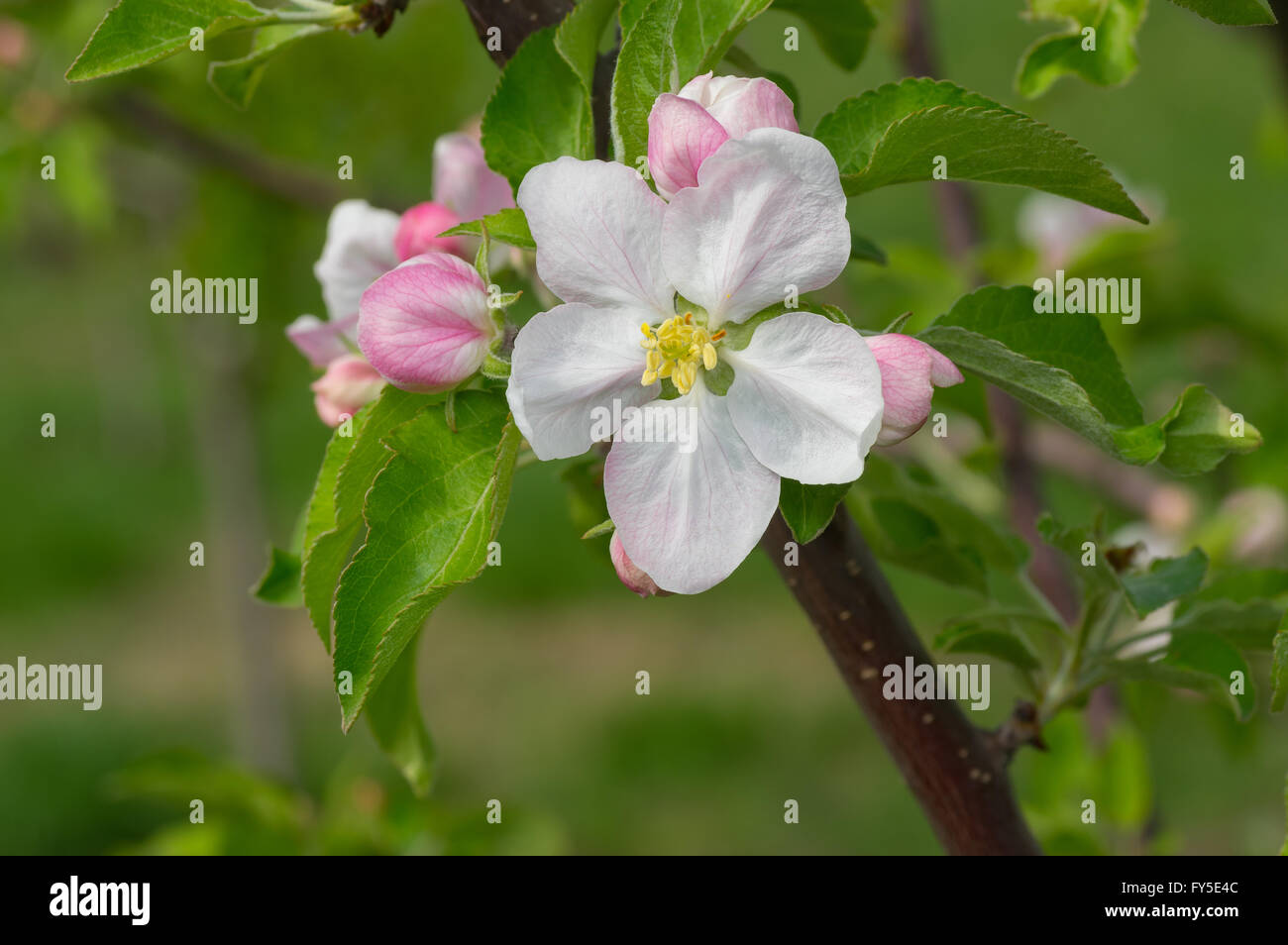 Closeup blossoming apple tree brunch with flowers Stock Photo - Alamy