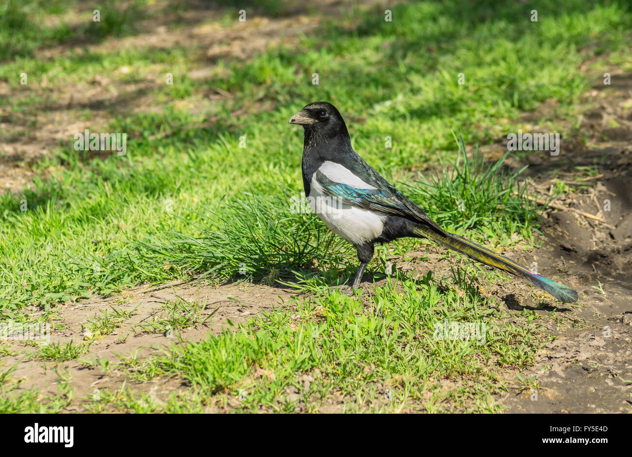 Outdoor portrait of magpie (Pica pica) bird standing on the ground and ...