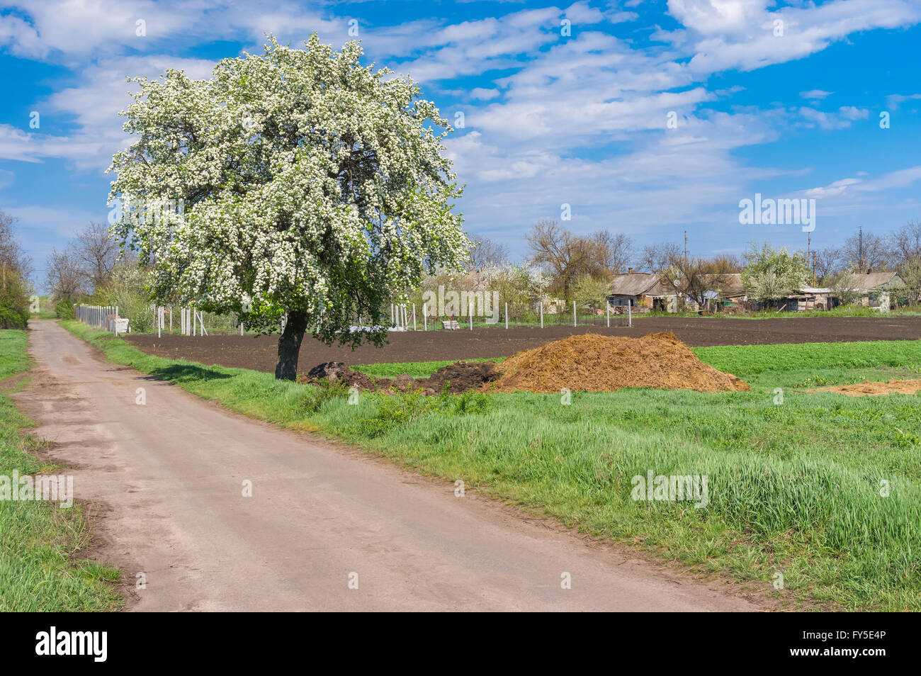 Spring landscape with lonely flowering pear-tree at roadside in ...