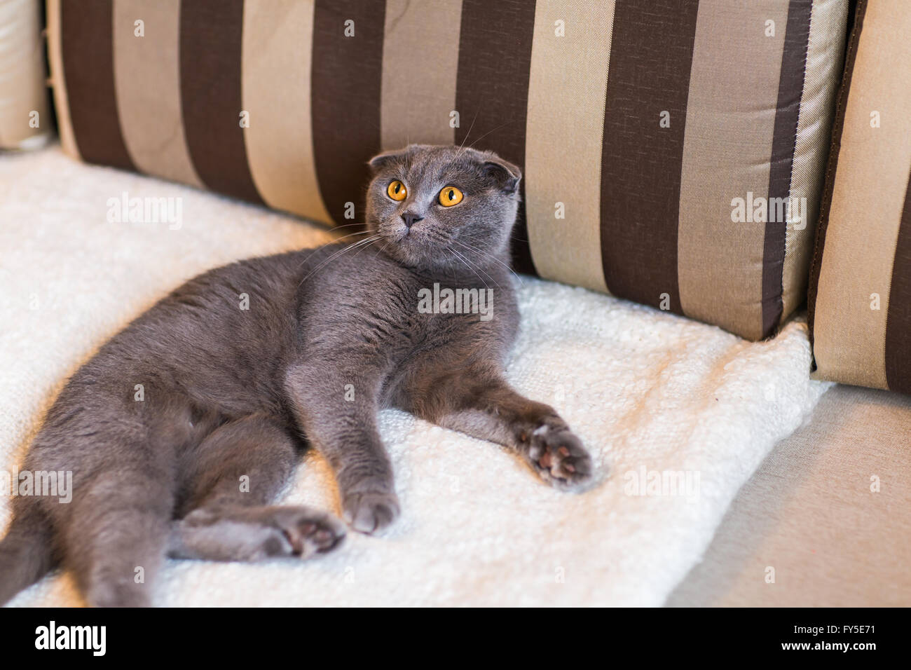 cute funny grey cat relaxing on the couch Stock Photo - Alamy