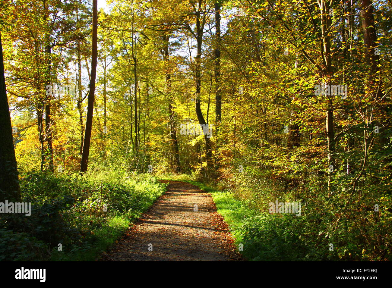 Romantic forest hi-res stock photography and images - Alamy