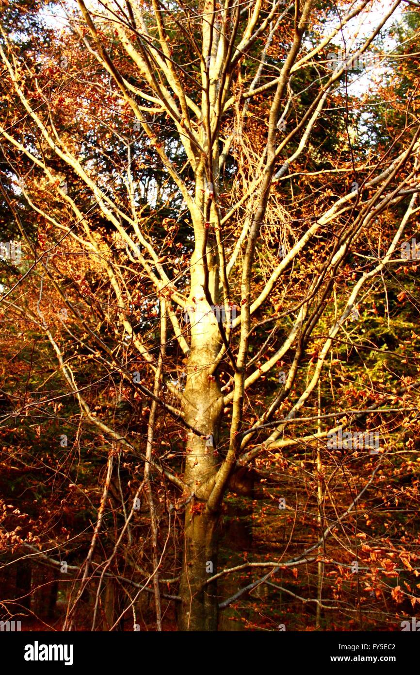 Tree screensaver hi-res stock photography and images - Alamy