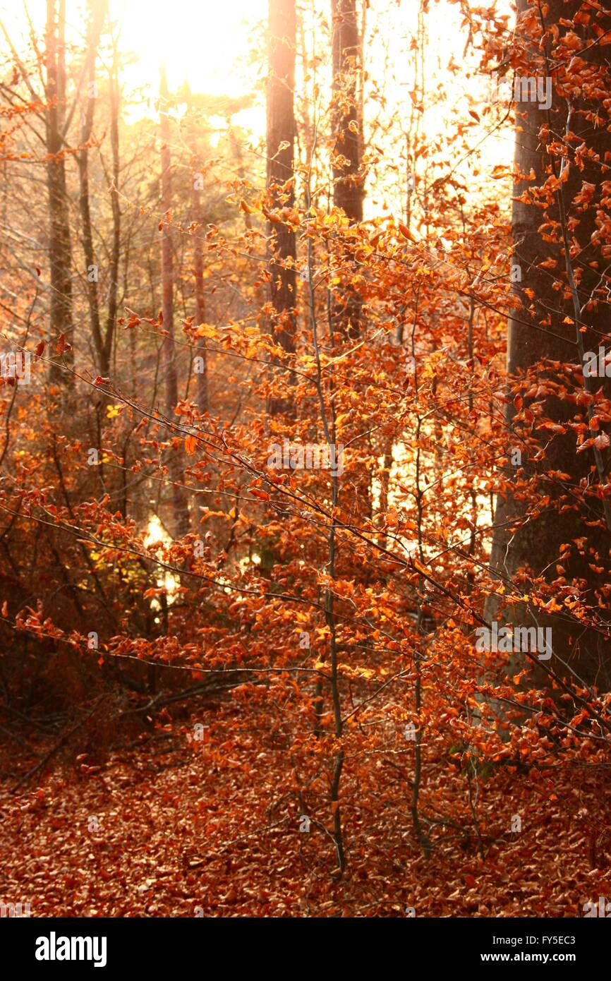 Baerensee hi-res stock photography and images - Alamy