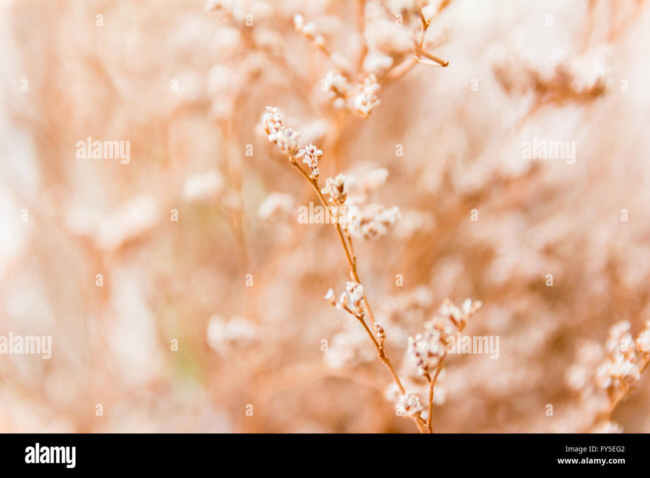 Vintage soft light tone and soft focus of abstract nature background ...