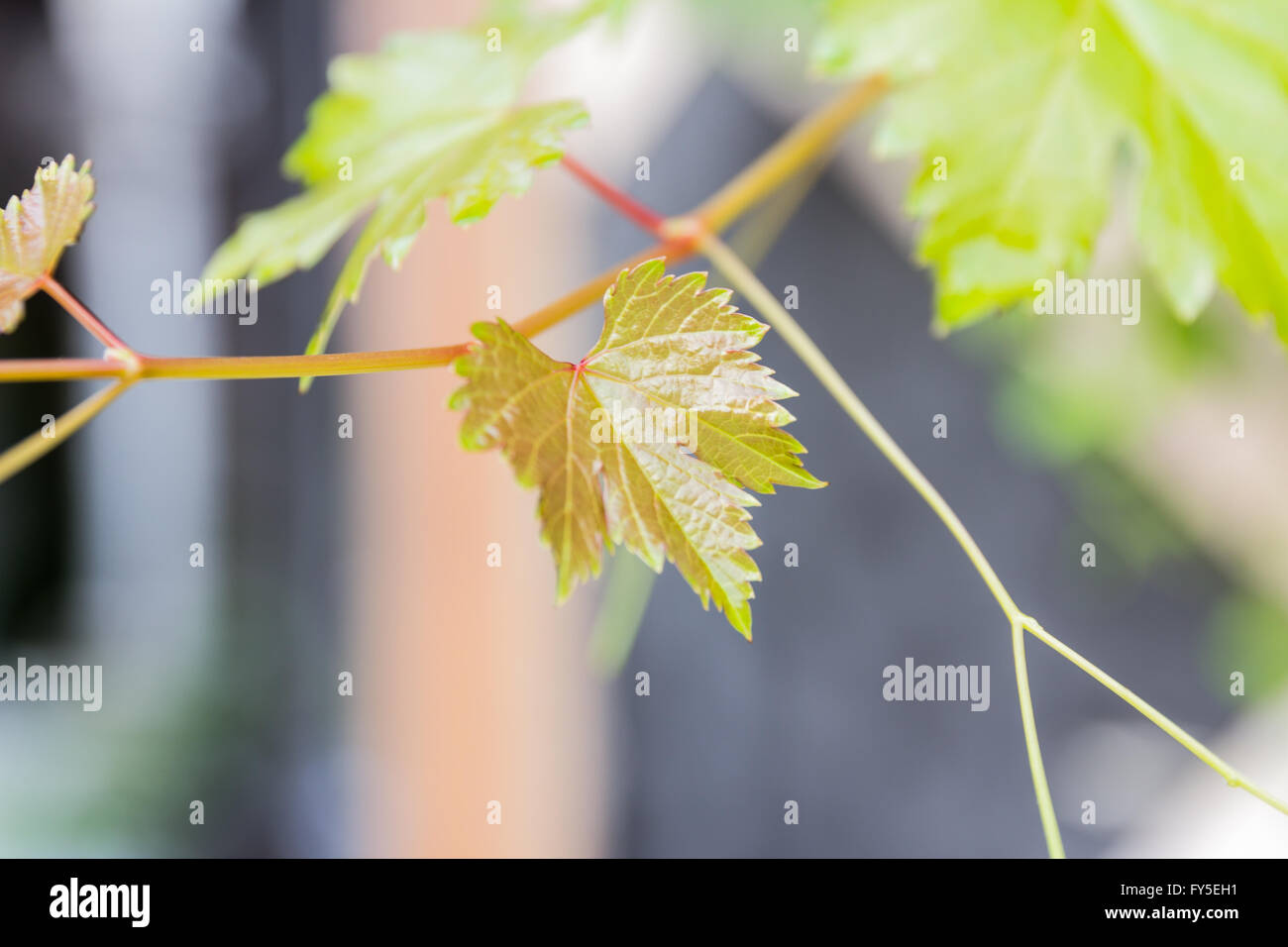 green leaves and root in nature Stock Photo - Alamy