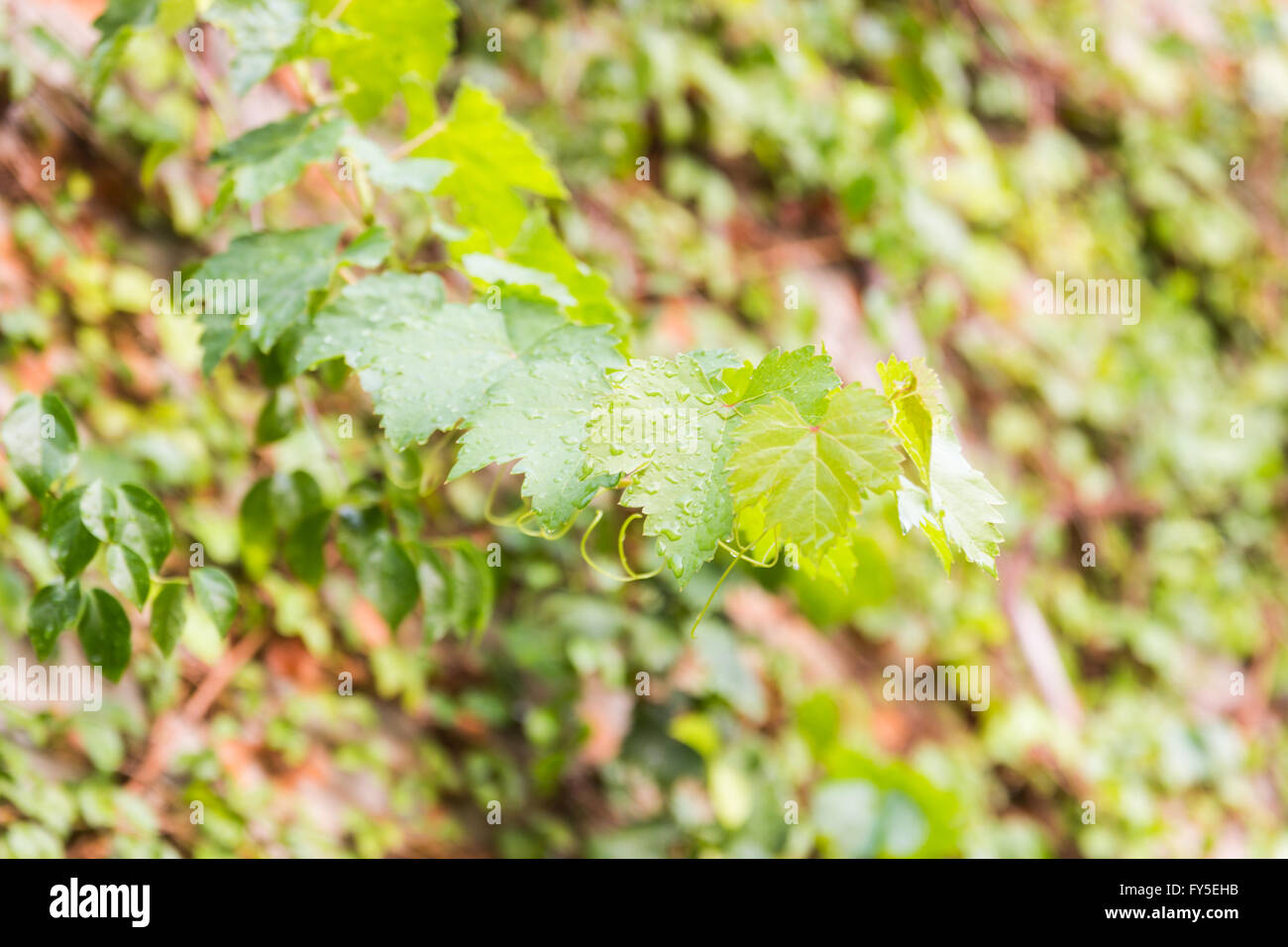 Root in spring hi-res stock photography and images - Alamy