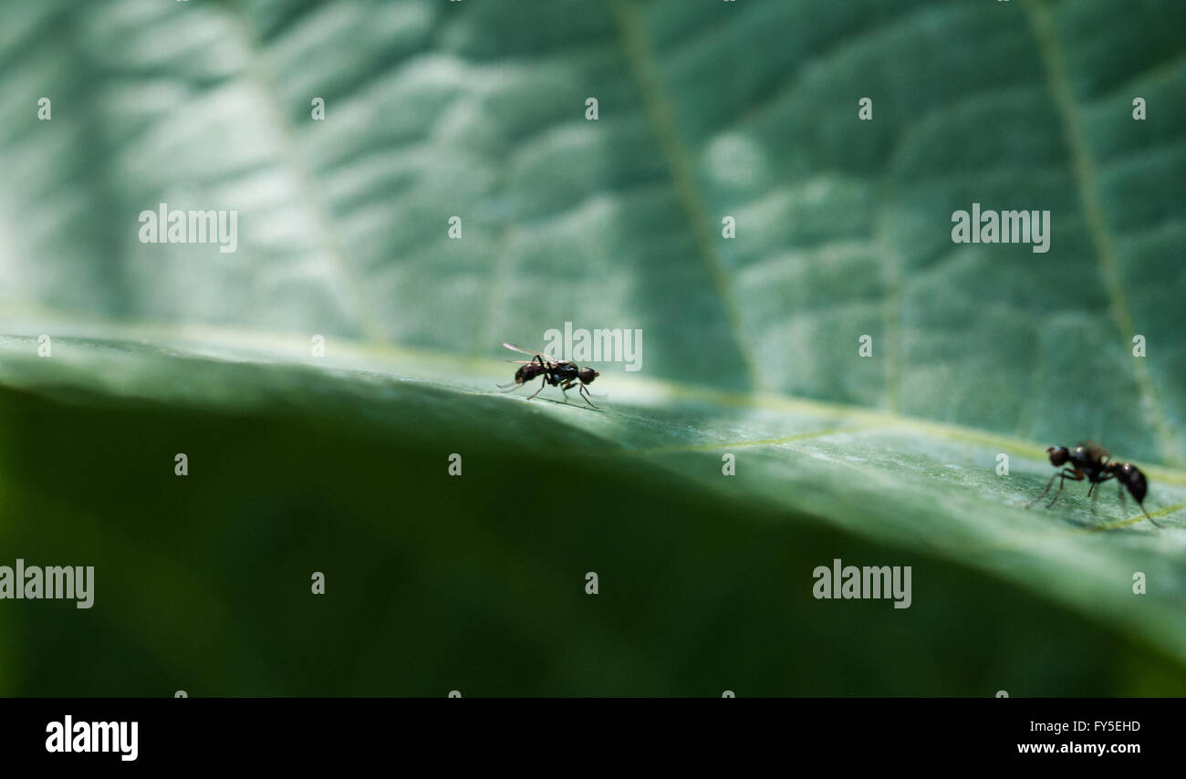 Tiny black ants hi-res stock photography and images - Alamy