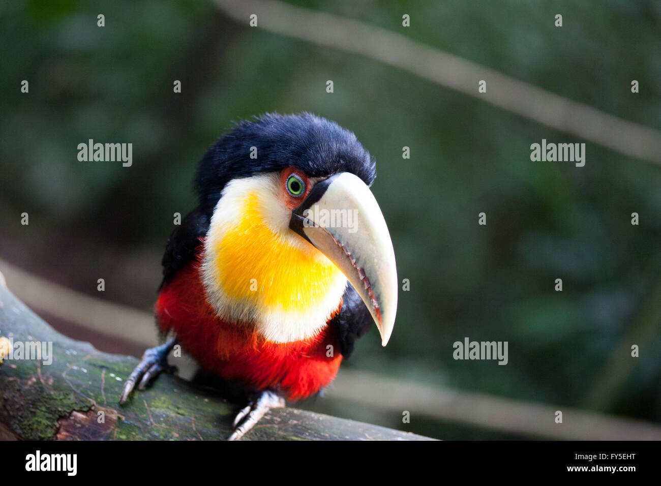 Small toucan looks right while standing on tree branch Stock Photo - Alamy