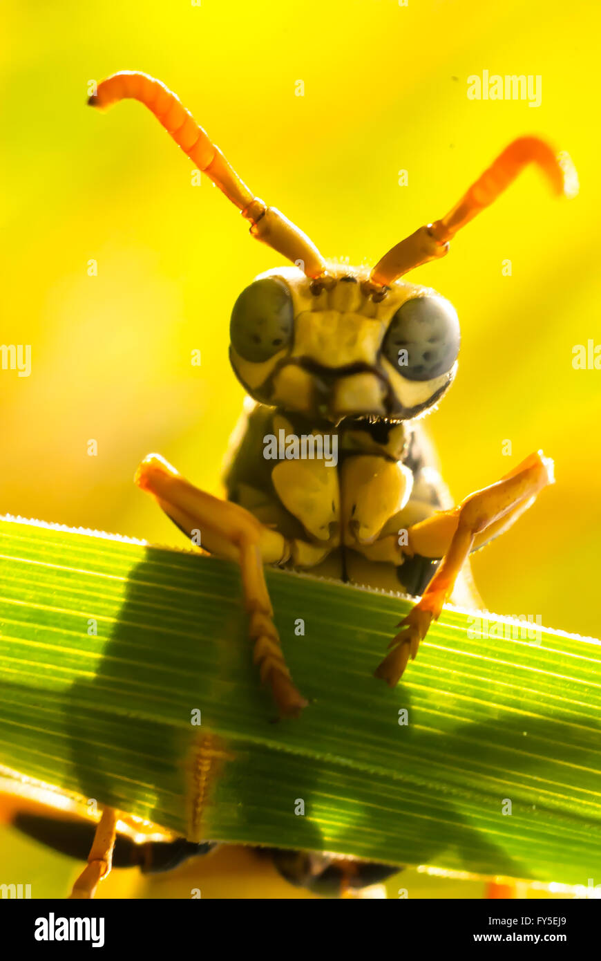Portrait of wasp with blue eyes in green grass on yellow background ...
