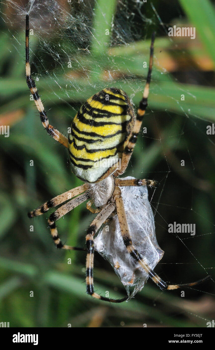 Argiope bruennichi with a grasshopper in a silky cocoon Stock Photo - Alamy