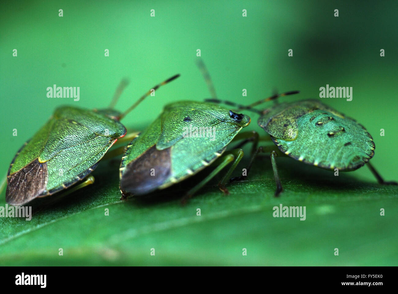 Three green bugs look like conspiring on a leaf Stock Photo - Alamy