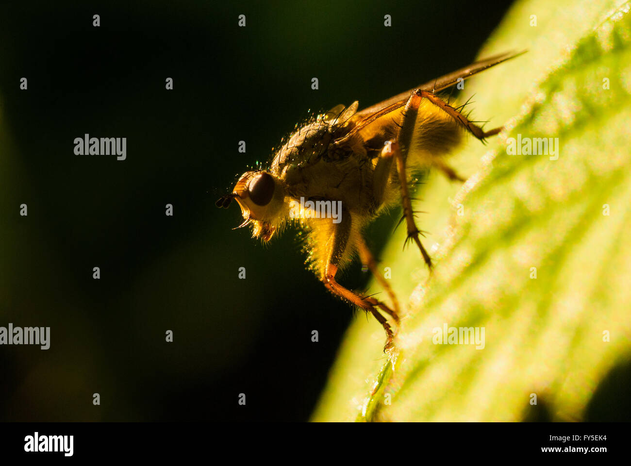 Golden back fly hi-res stock photography and images - Alamy