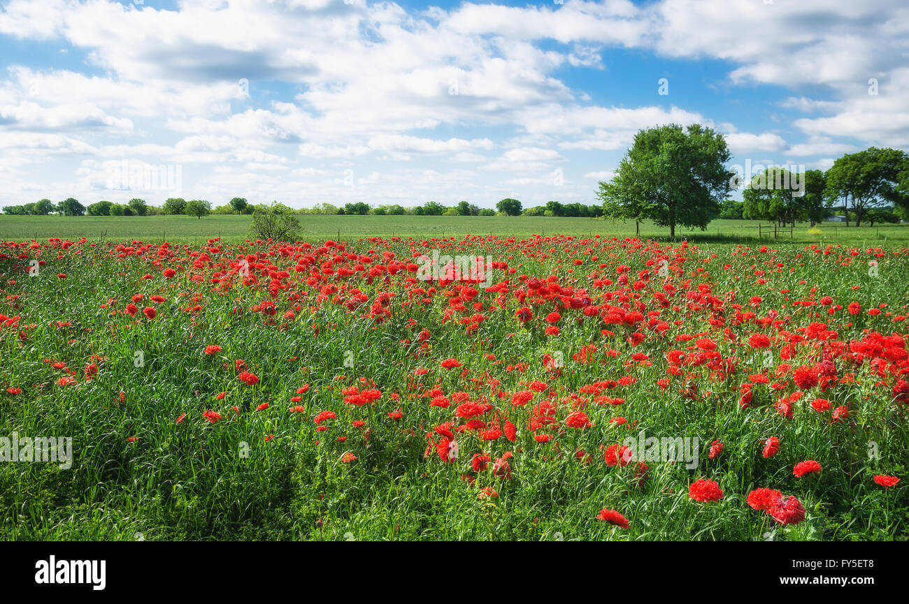 French flounce poppy hi-res stock photography and images - Alamy