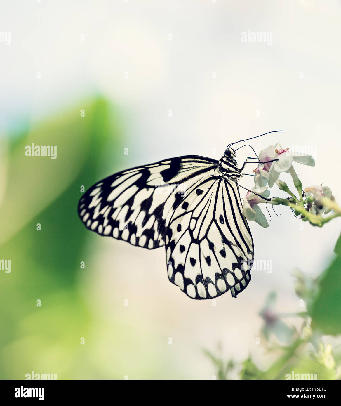 Paper Kite, Rice Paper, or Large Tree Nymph butterfly (Idea leuconoe ...