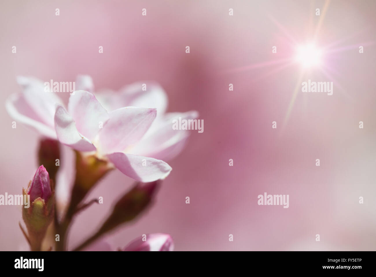 Closeup of Indian Hawthorn (Rhaphiolepis indica), Pink Lady, flowers ...