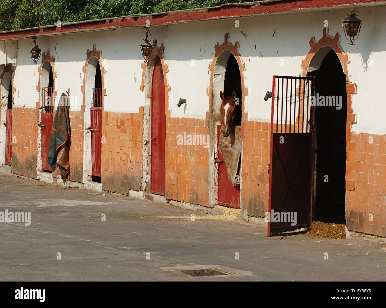 Supervised horse hi-res stock photography and images - Alamy