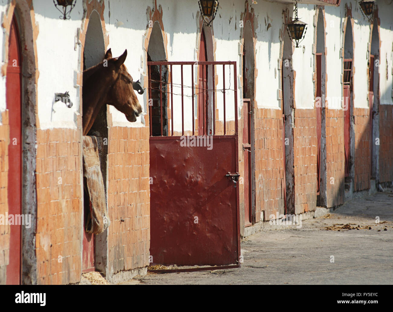 Stall for individual animal hi-res stock photography and images - Alamy
