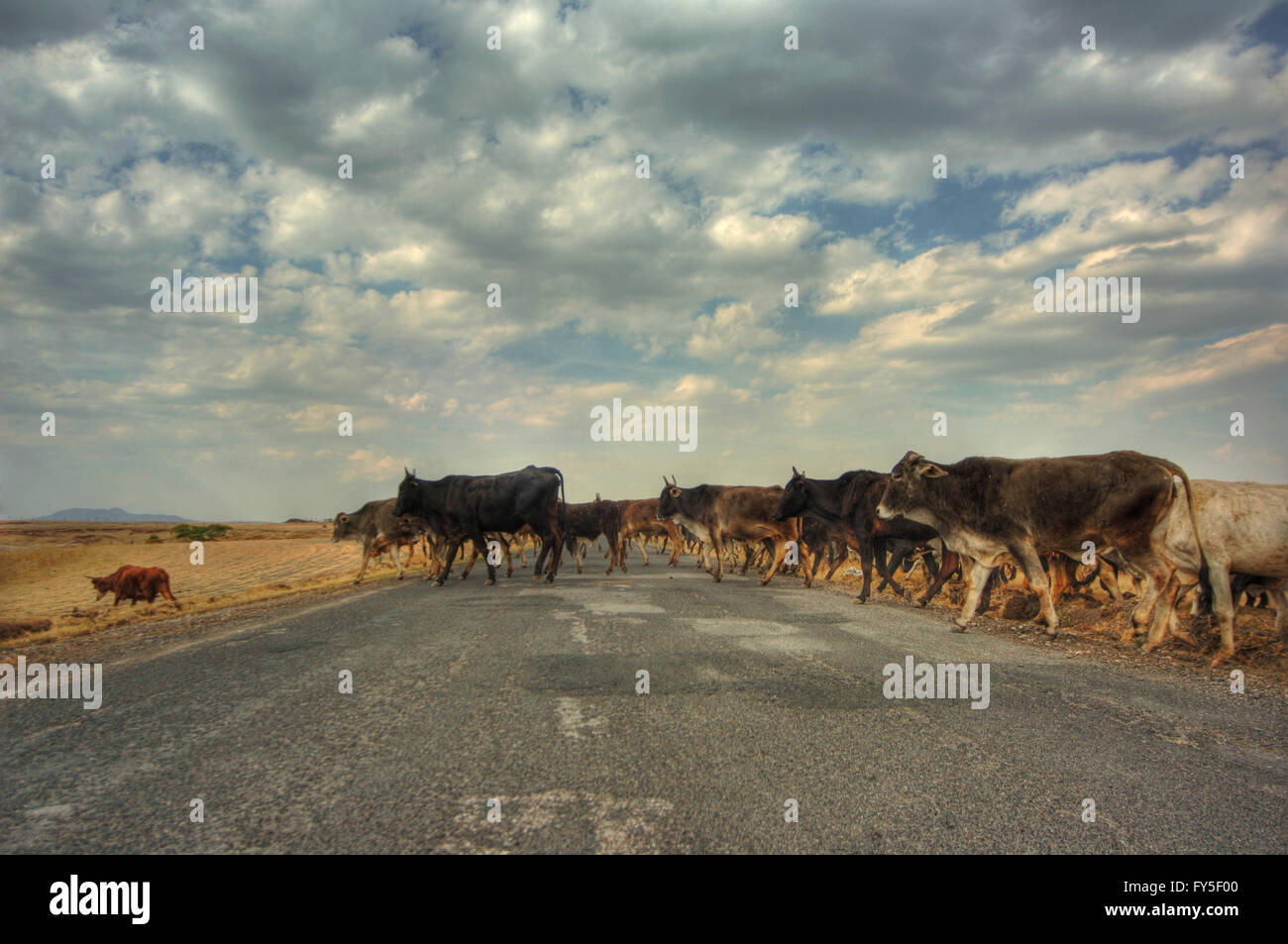 Cows crossing road hi-res stock photography and images - Alamy
