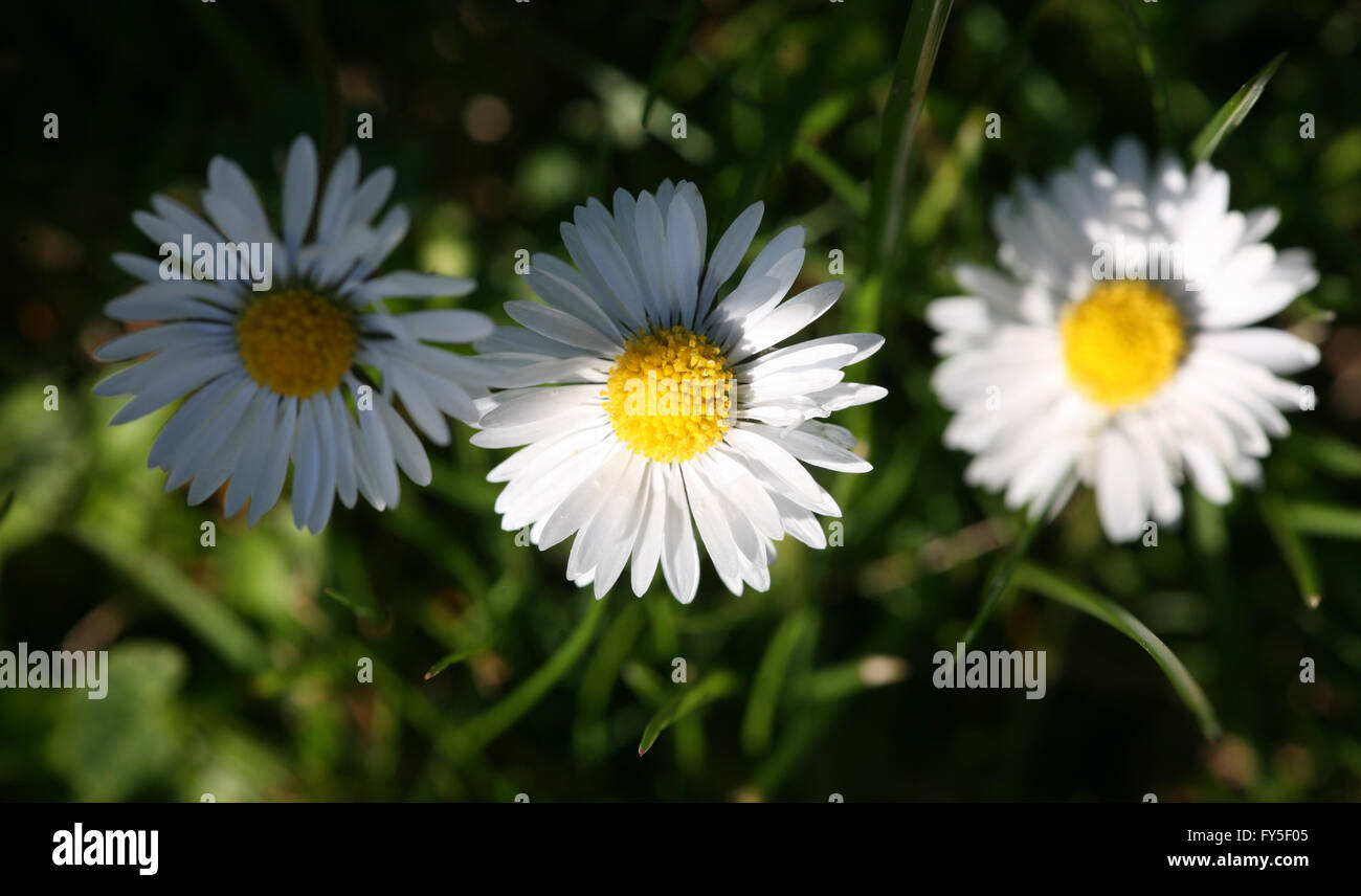 Daisy on spring garden Stock Photo - Alamy
