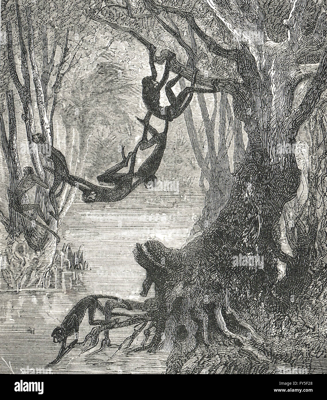 Monkey Bridge Stock Photos & Monkey Bridge Stock Images - Alamy