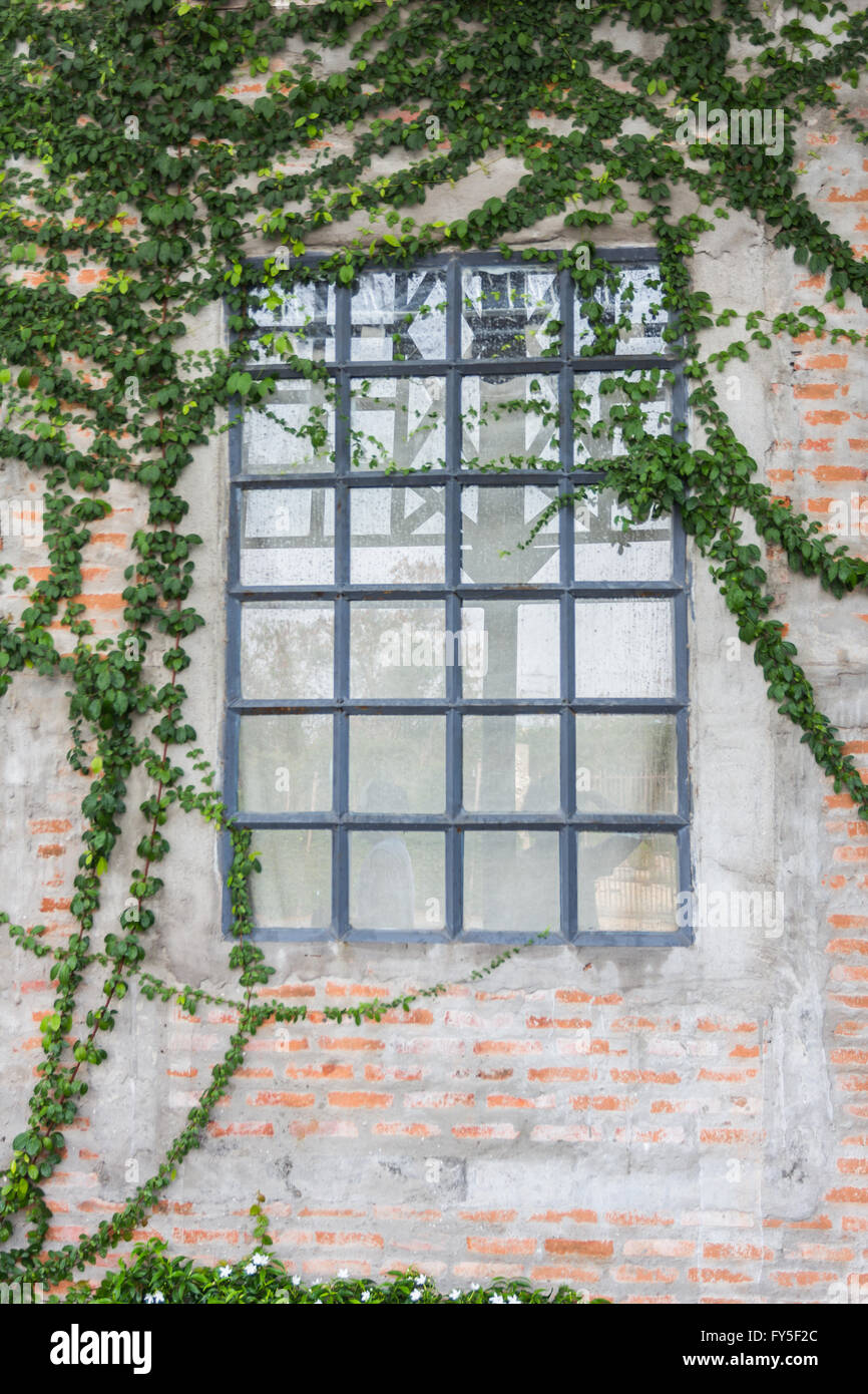 Windows on the Wall Which is Covered With Ivy Stock Photo - Alamy