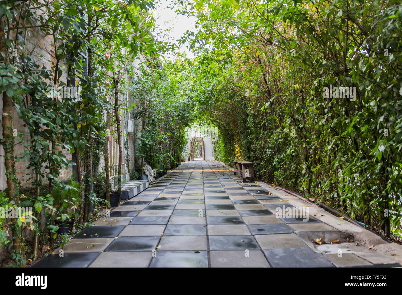 Tunnel pathway covered with green leaves Stock Photo - Alamy