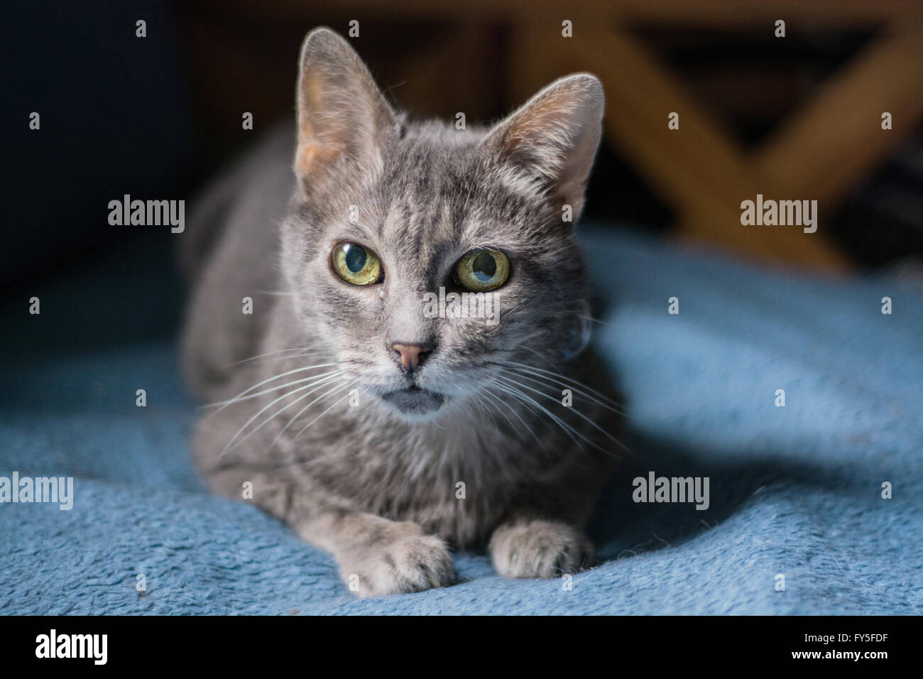 Cat staring at the camera hi-res stock photography and images - Alamy