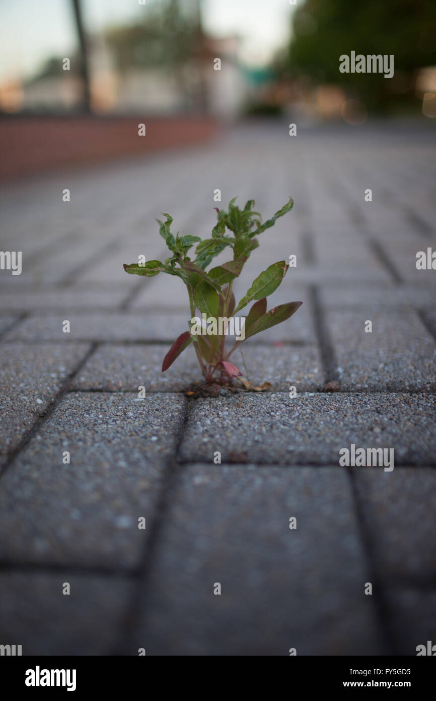 A weed sprouts through a tiled patio Stock Photo - Alamy