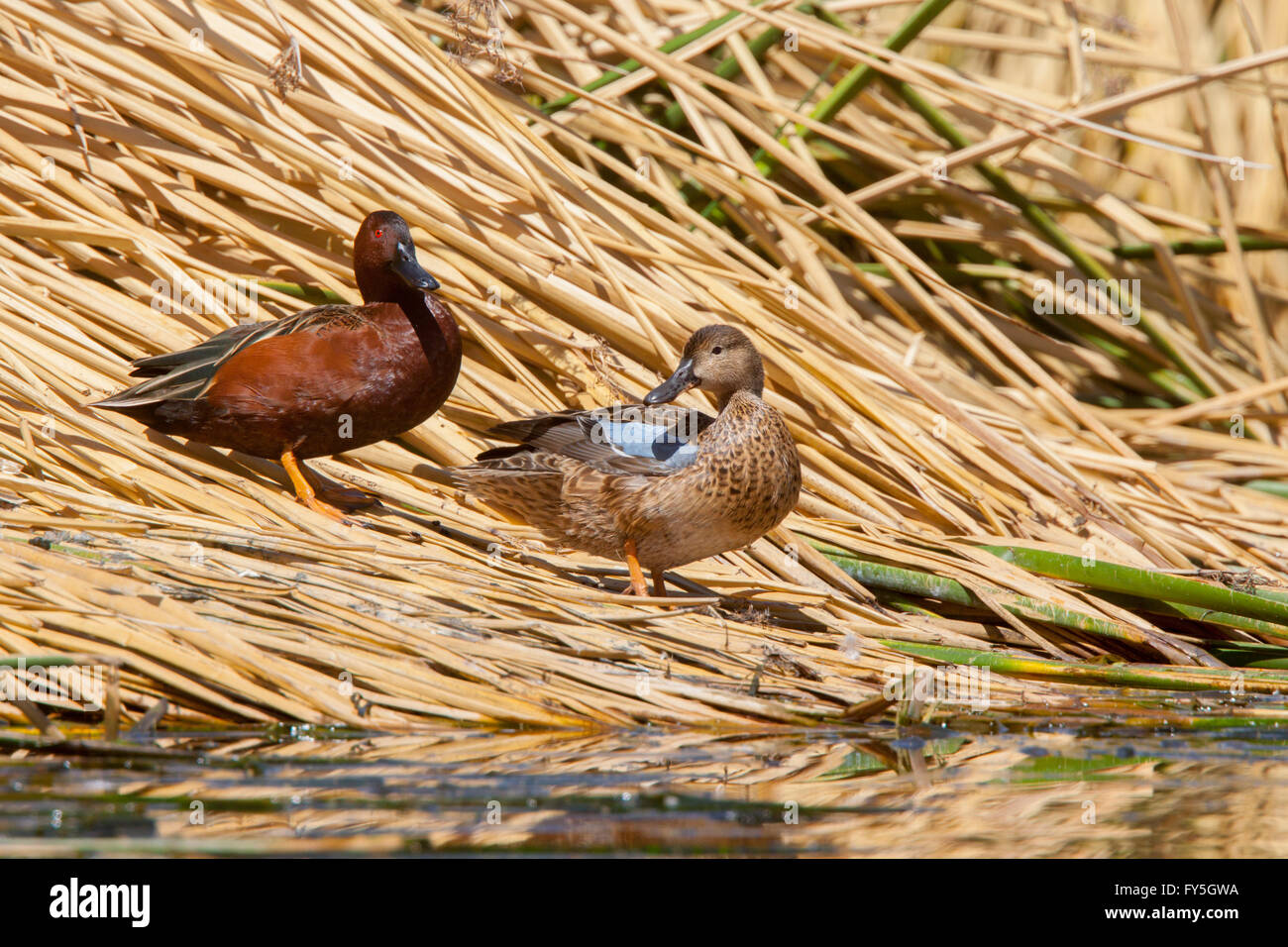 Blue-winged Teal Anas discors Tucson, Arizona, United States 23 March ...