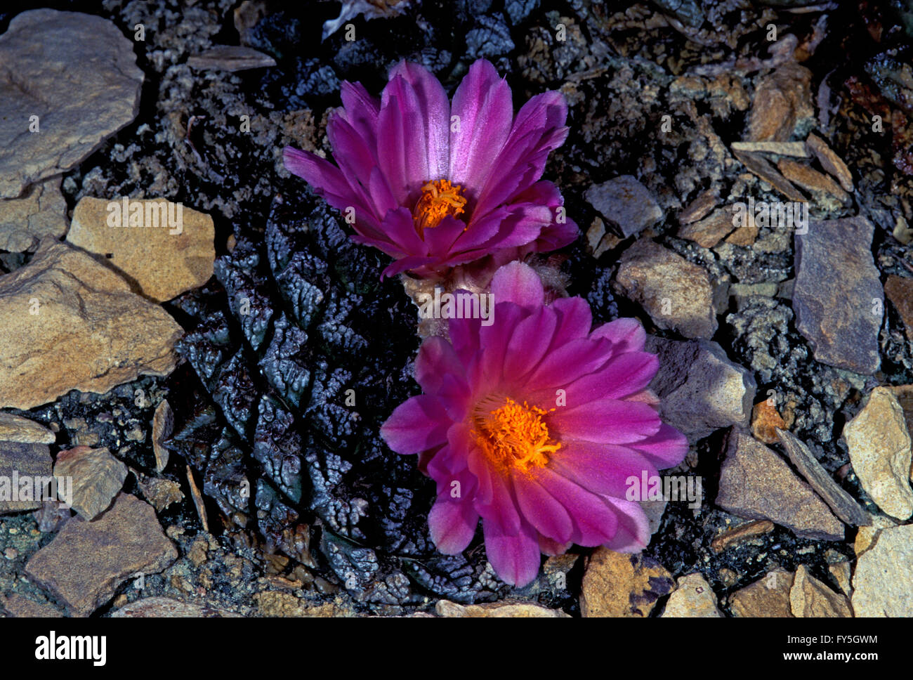 Living rock ariocarpus fissuratus hi-res stock photography and images ...