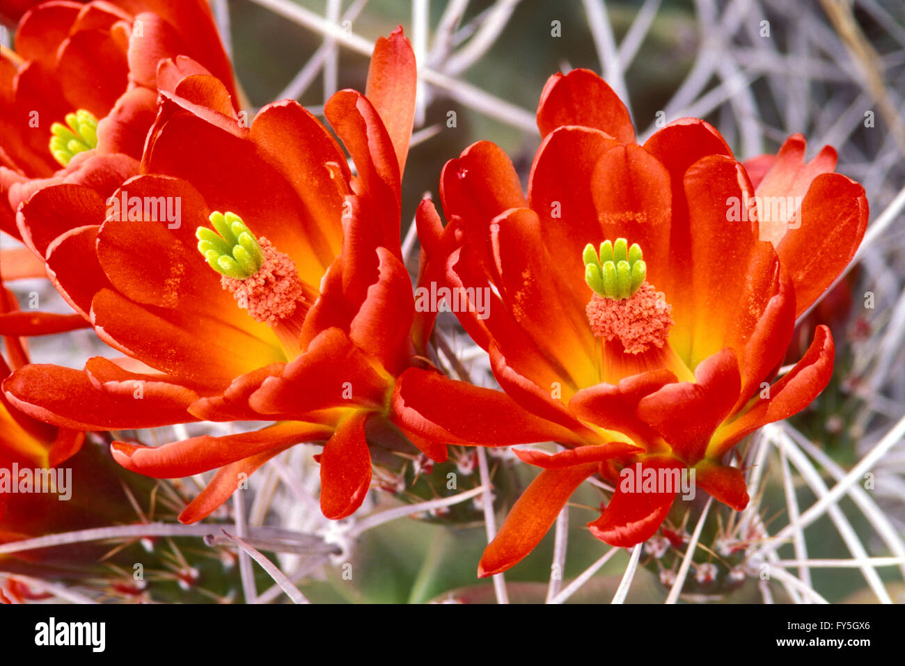 Scarlet Hedgehog Echinocereus coccineus White Sands National Monument ...