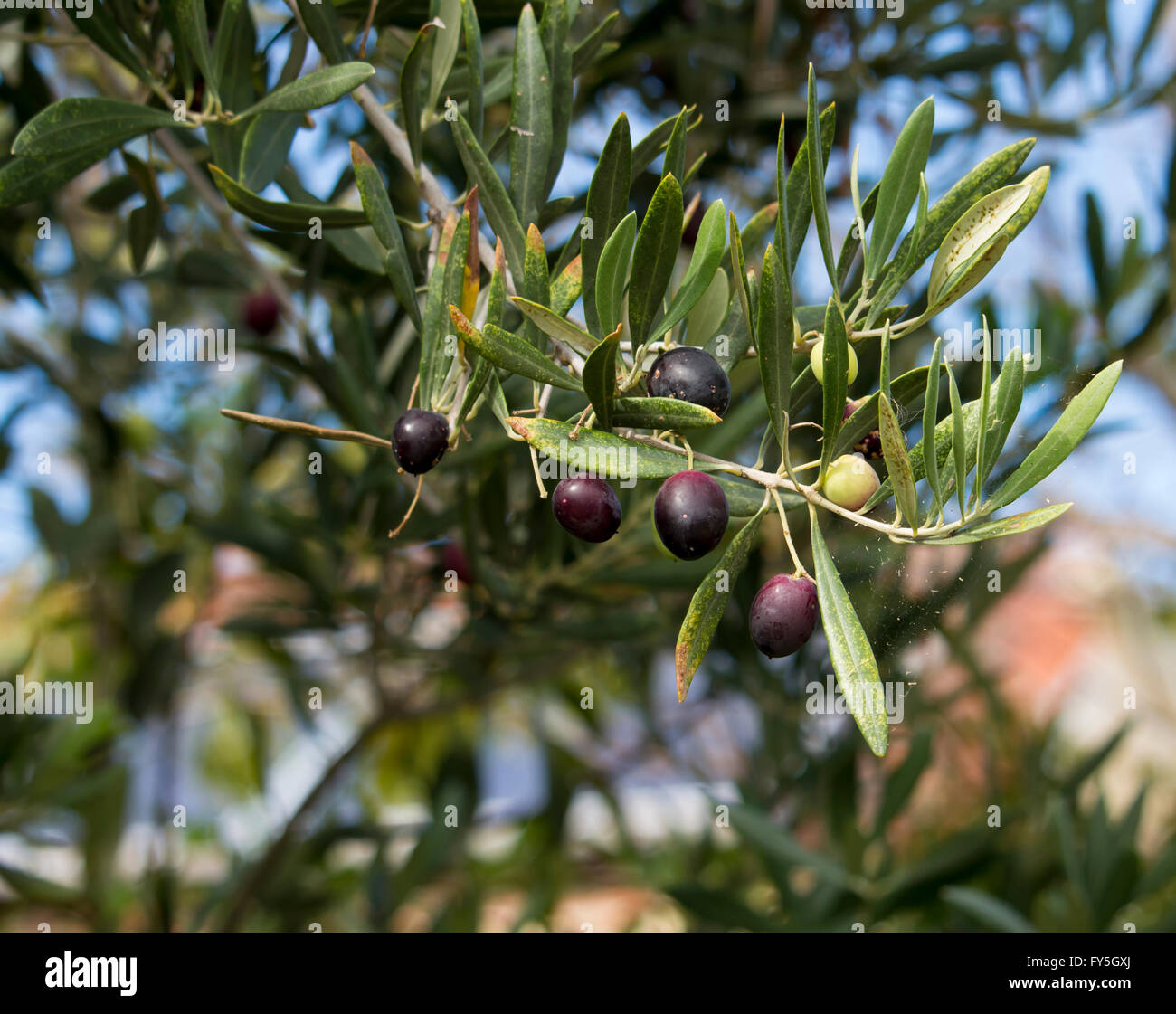 Family Oleaceae Stock Photos & Family Oleaceae Stock Images - Alamy