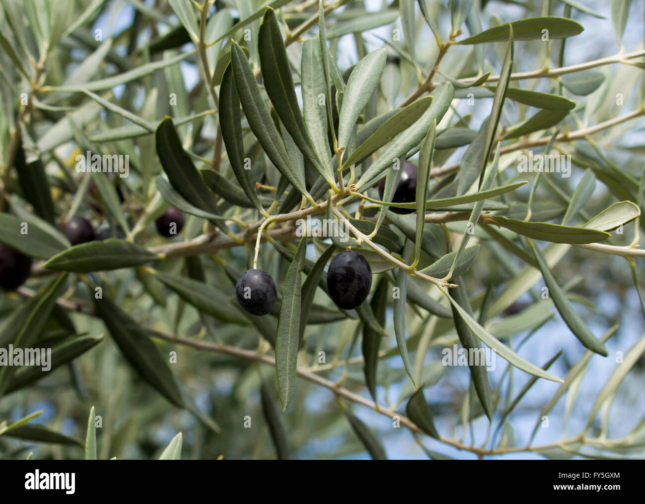 Olives ,Olea europaea, growing on a small tree in family Oleaceae ...