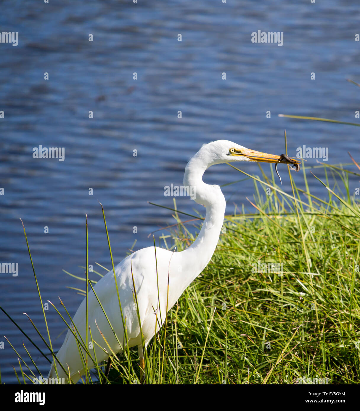 Tall white Australian Great Egret (Ardea alba) standing in green grass ...