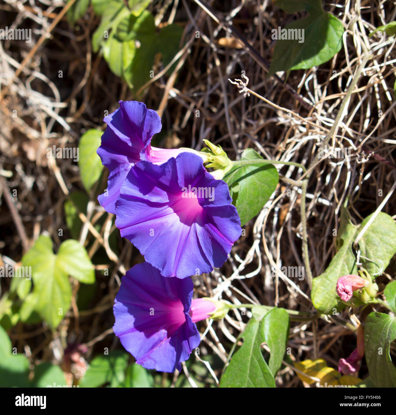 Ipomea morning glory hi-res stock photography and images - Alamy