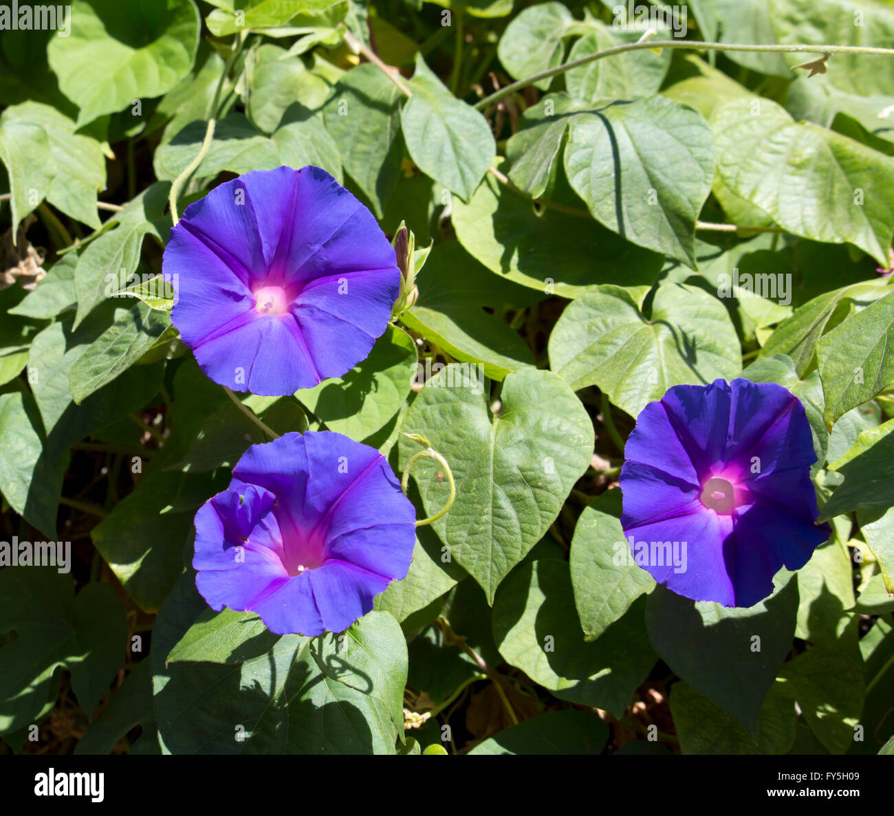 Creeper Ipomoea purpurea, Purple, Tall, or Common Morning Glory, a ...