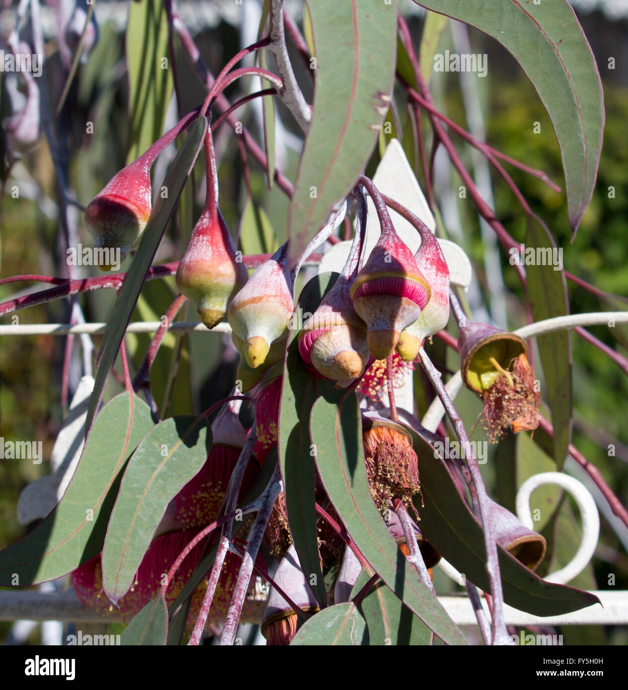 Weeping gum hi-res stock photography and images - Alamy