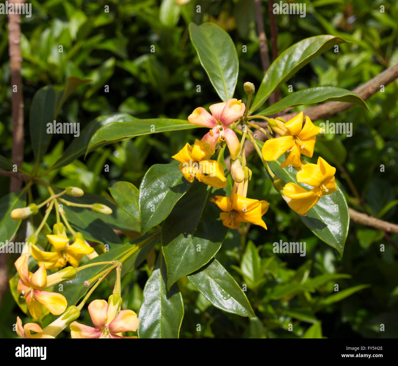Showy Hymenosporum flavum, or Native Frangipani, a rainforest tree ...