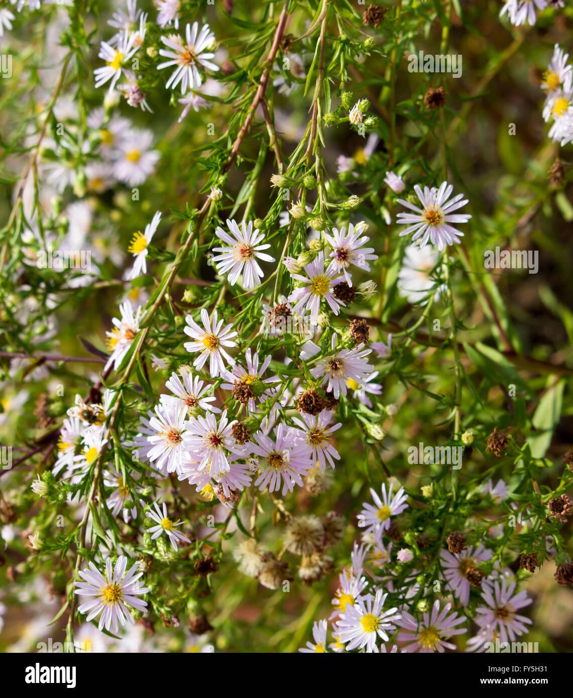 Aster amellus, European Michaelmas-daisy a perennial herbaceous plant ...