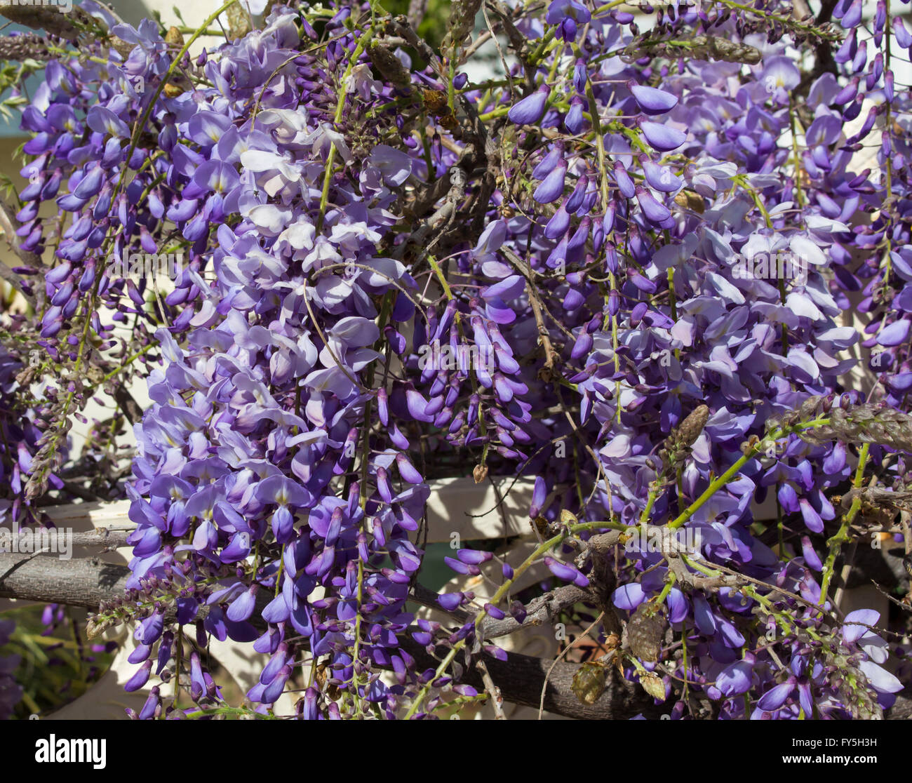 Purple weeping racemes of beautiful wisteria sinensis in the pea family ...