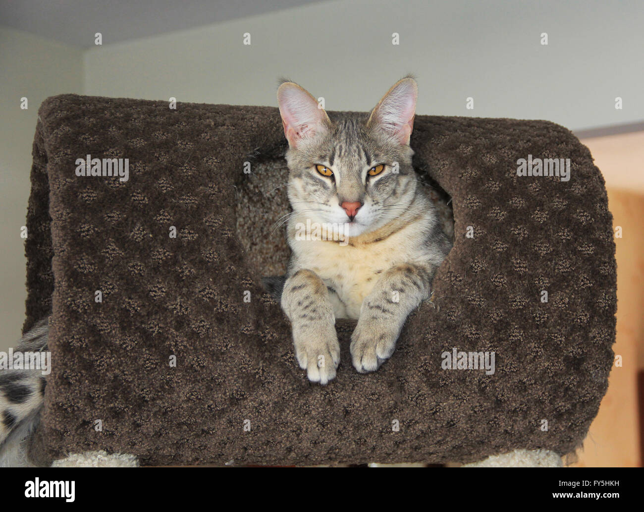 Savannah Cat. A large gray colored Serval Savannah kitten with golden ...