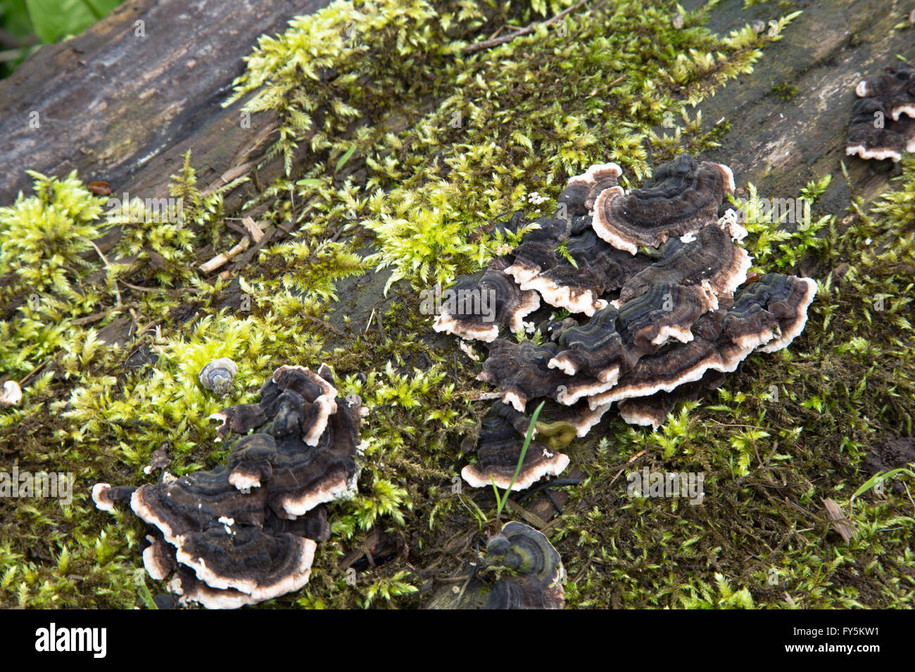 Fungus growing on a fallen tree trunk in woodland around Durham ...