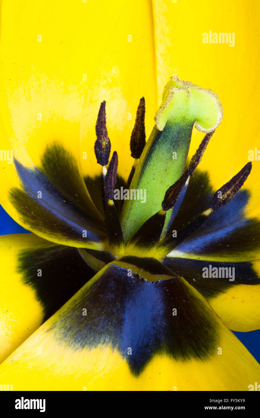 A macro image of the Stamens and reproductive organs of a Tulip ...