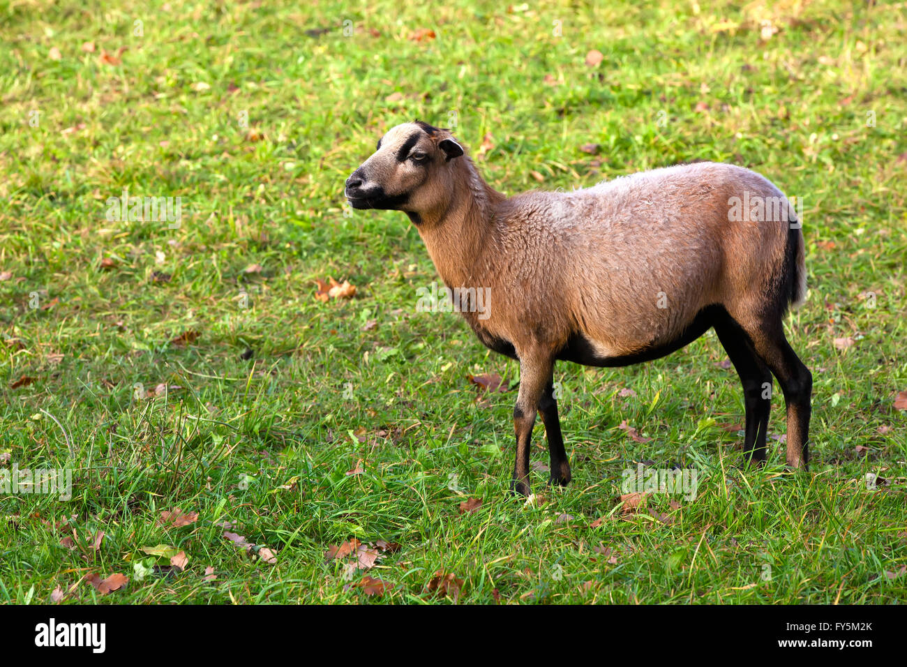 One sheep hi-res stock photography and images - Alamy