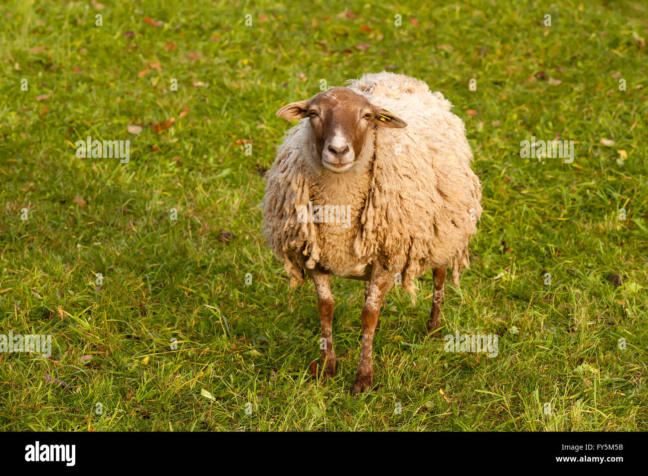 one sheep in the field Stock Photo - Alamy