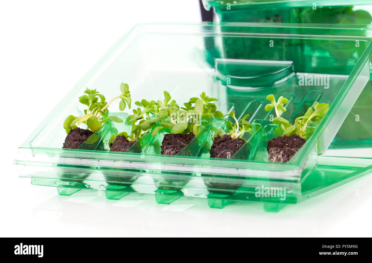 Plastic plants hi-res stock photography and images - Alamy