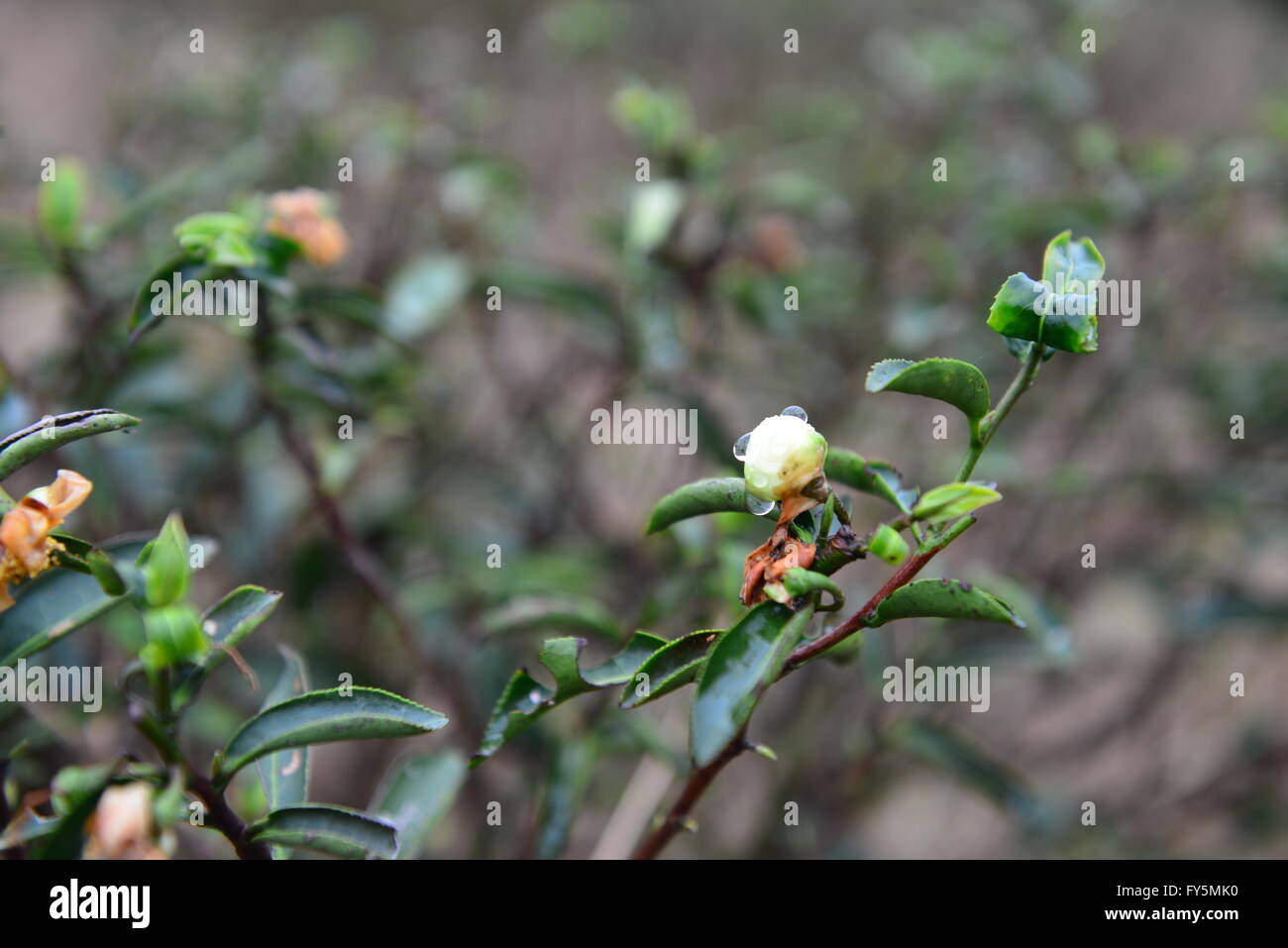 Rows of tea shrubs hi-res stock photography and images - Alamy