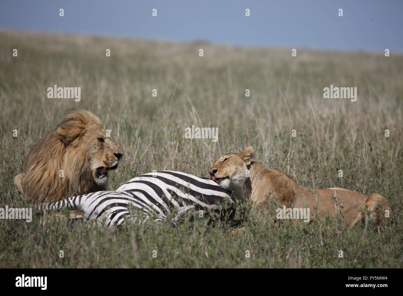 African Lion Hunting Zebra
